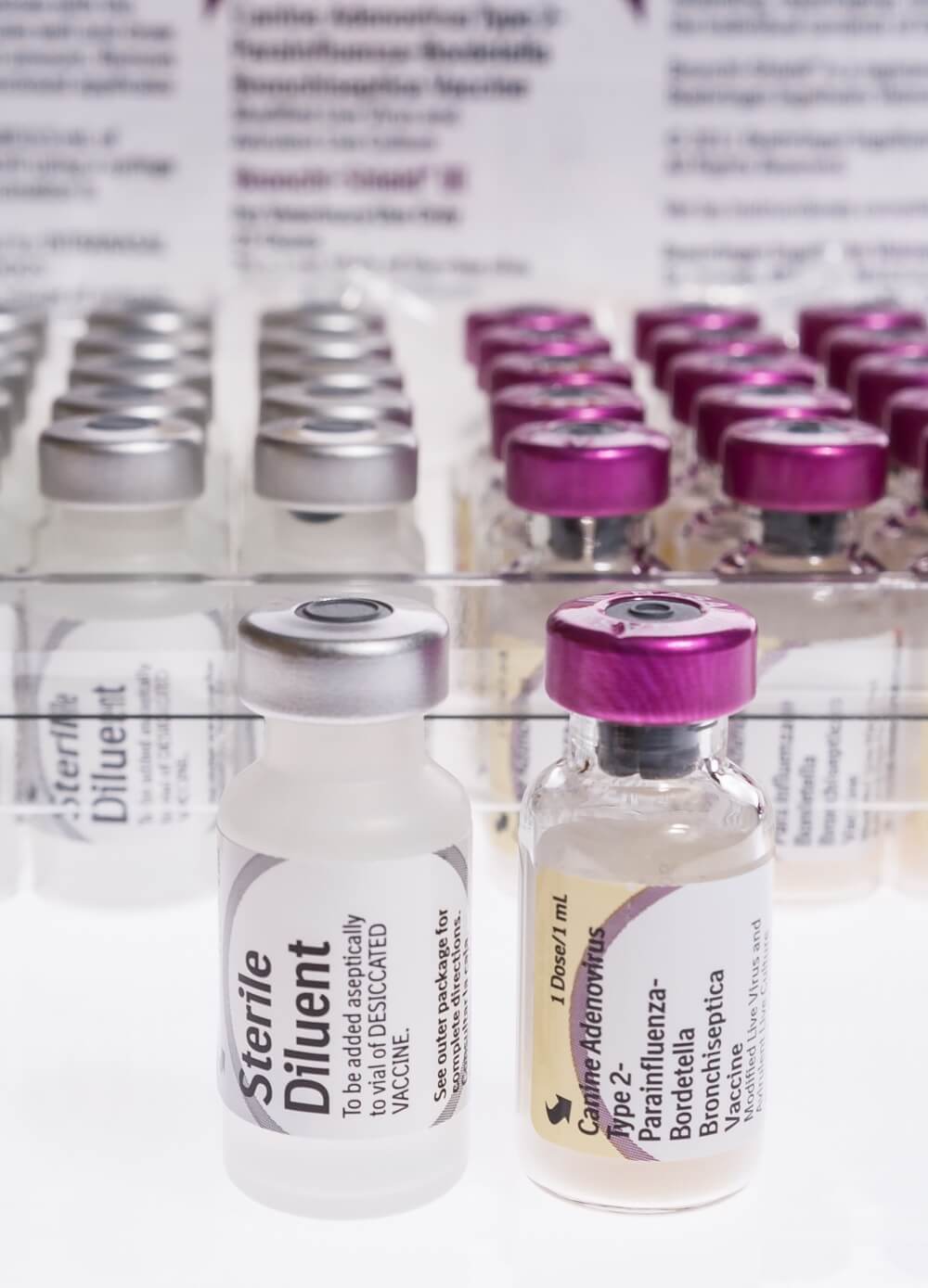 Bronchi-Shield® III | Santa Cruz Animal Health