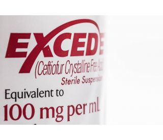 EXCEDE Swine 100 mg, 100 ml