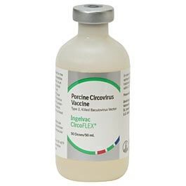Ingelvac CircoFLEX® | Santa Cruz Animal Health