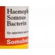 Somubac® | Santa Cruz Animal Health